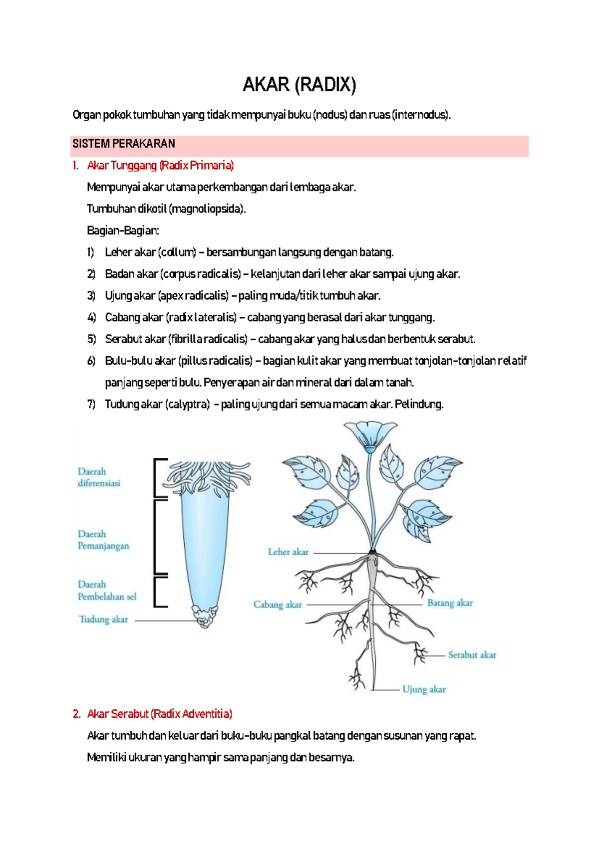 AKAR - Akar (radix) pada tumbuhan - AKAR (RADIX) Organ pokok tumbuhan yang tidak mempunyai buku ...