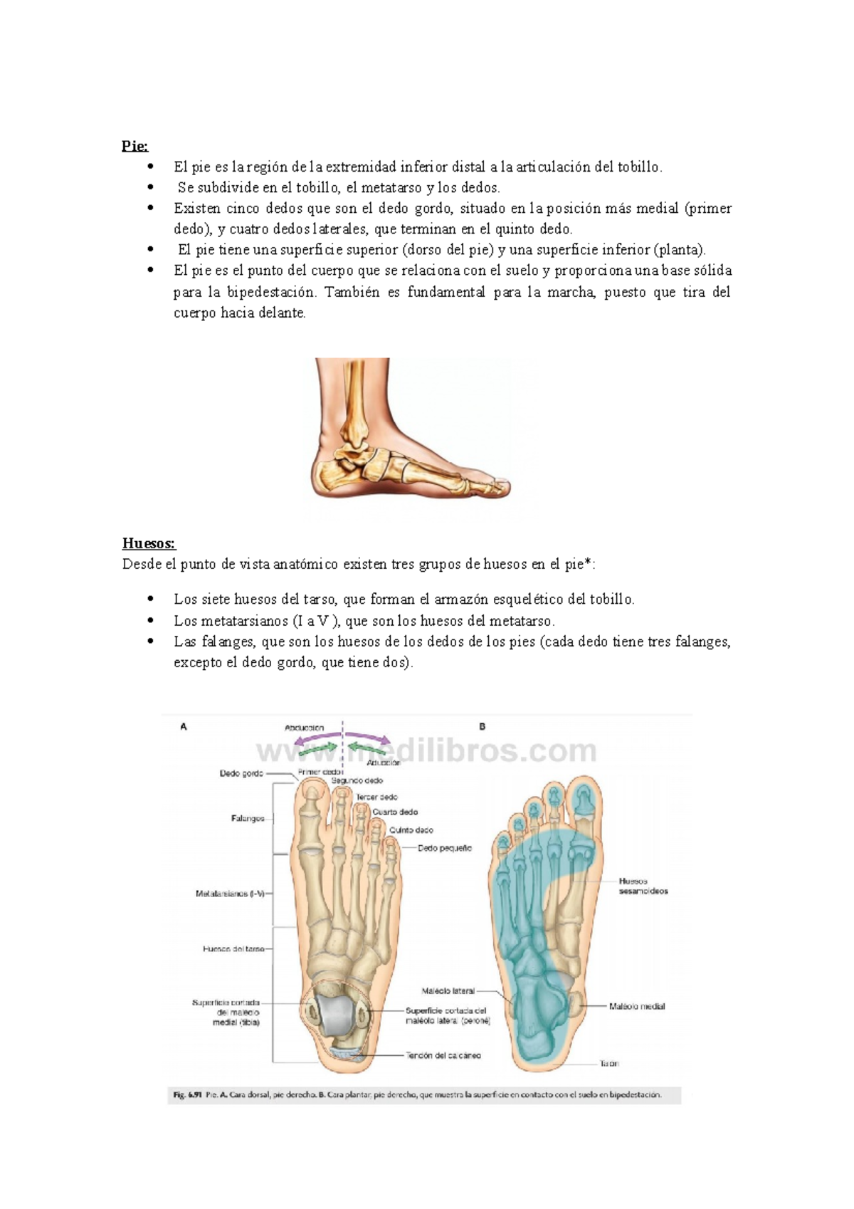 PIE huesos, articulaciones y músculos - Pie: El pie es la región de la ...