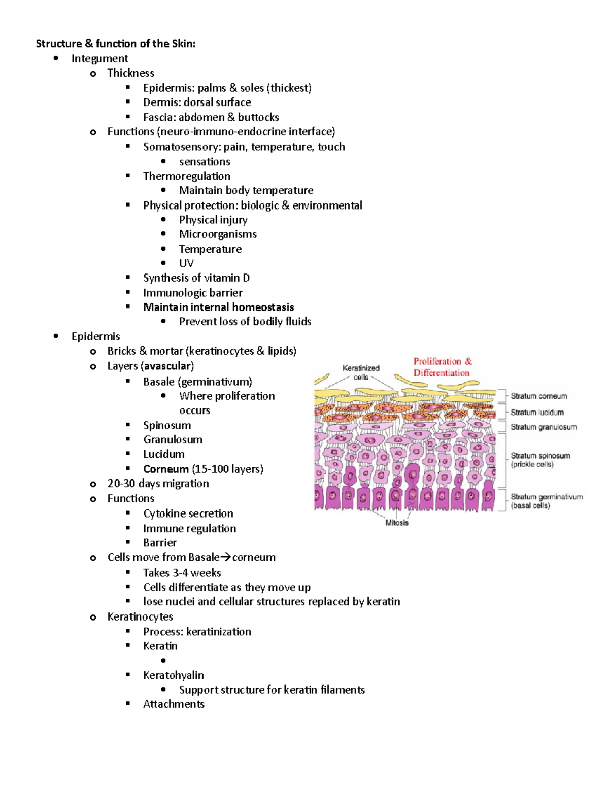 Anatomy and Physiology lecture notes on the skin - Structure & function ...