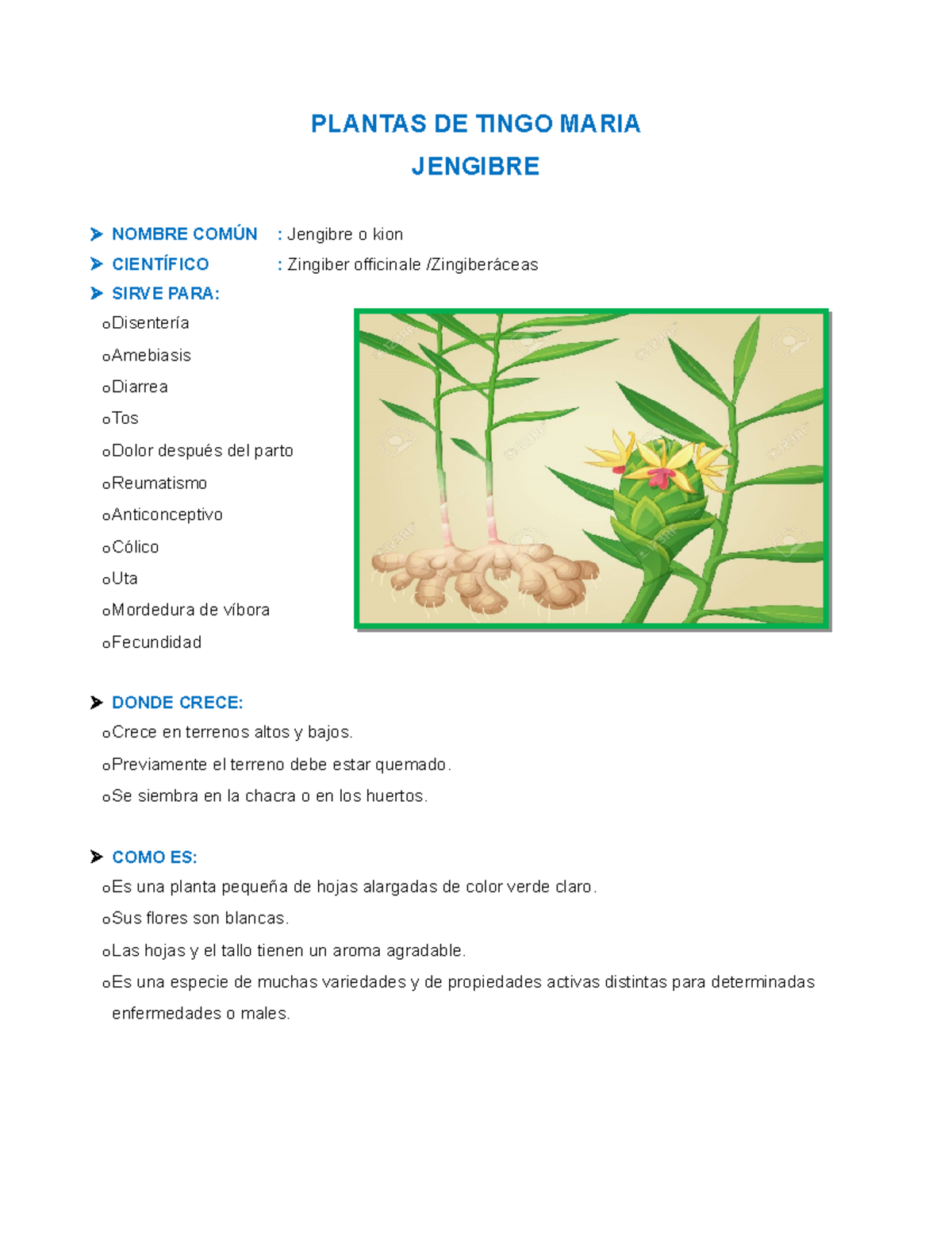 Plantas - botanica - PLANTAS DE TINGO MARIA JENGIBRE NOMBRE COMÚN ...