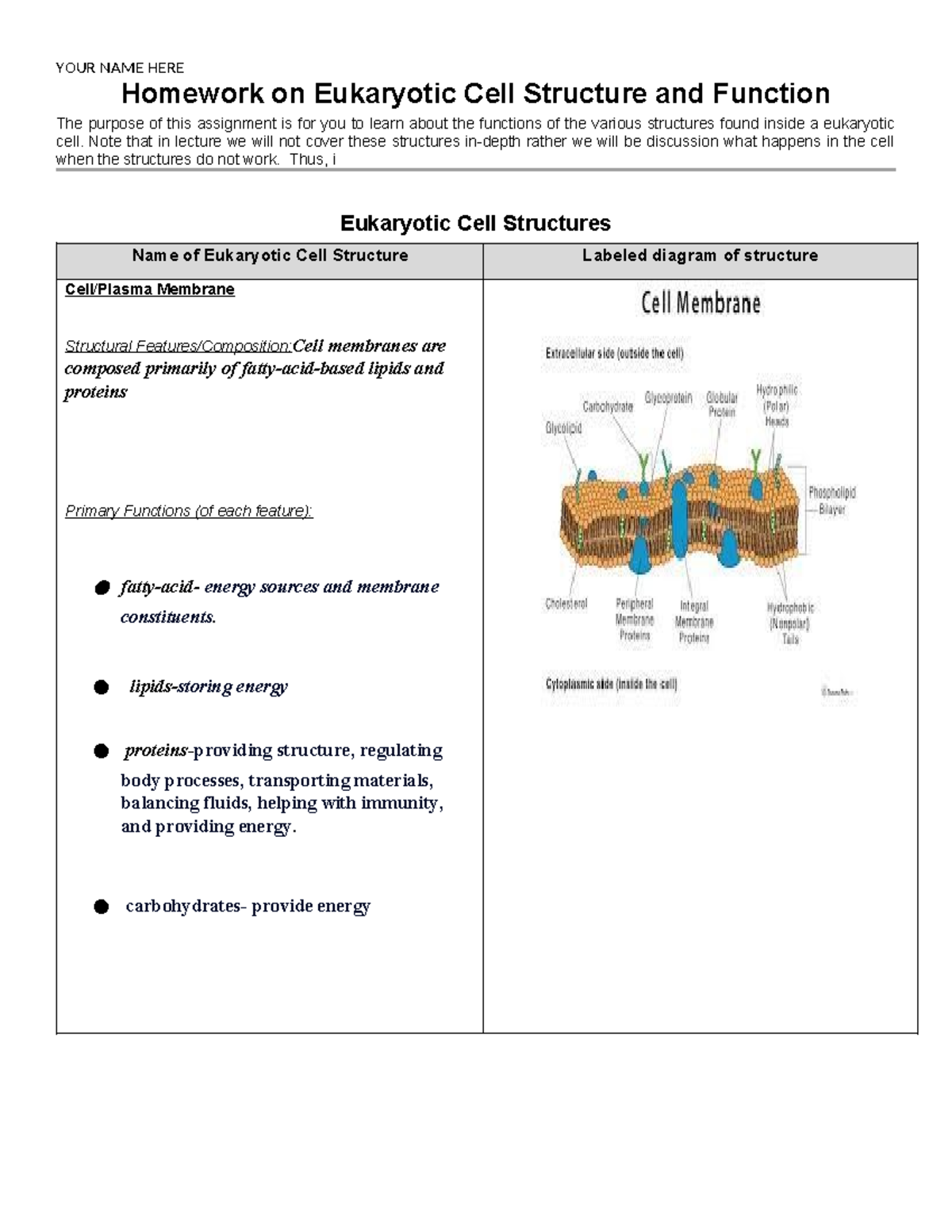 Eukaryotic Cell Structure Homework 1234-3 - Homework on Eukaryotic Cell ...