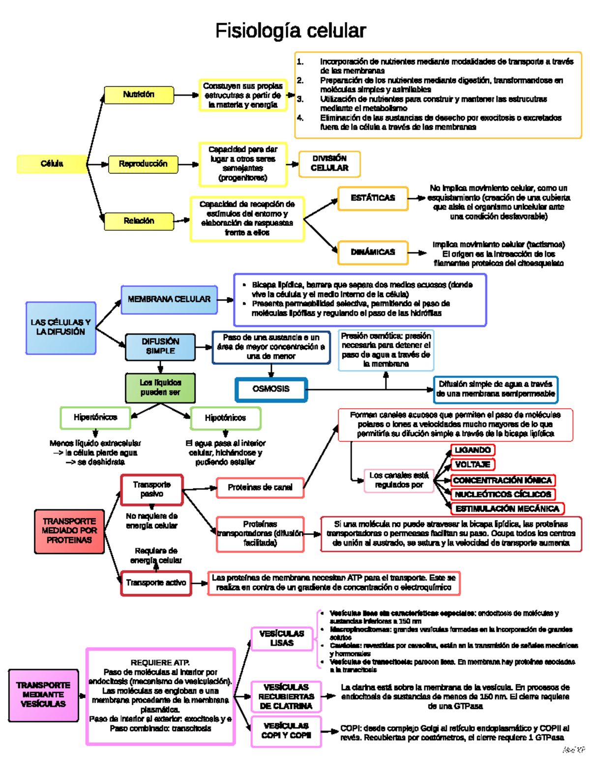 Esquema UD 3 Biologia - Fisiología celular Célula Nutrición ####### LAS CÉLULAS Y ####### LA ...