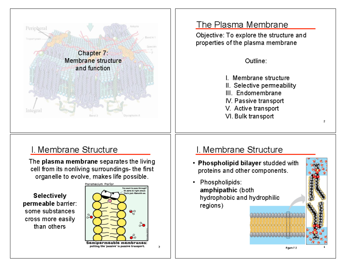 BIO 201 KLB 07 Plasma Membrane notes - Chapter 7: Membrane structure ...