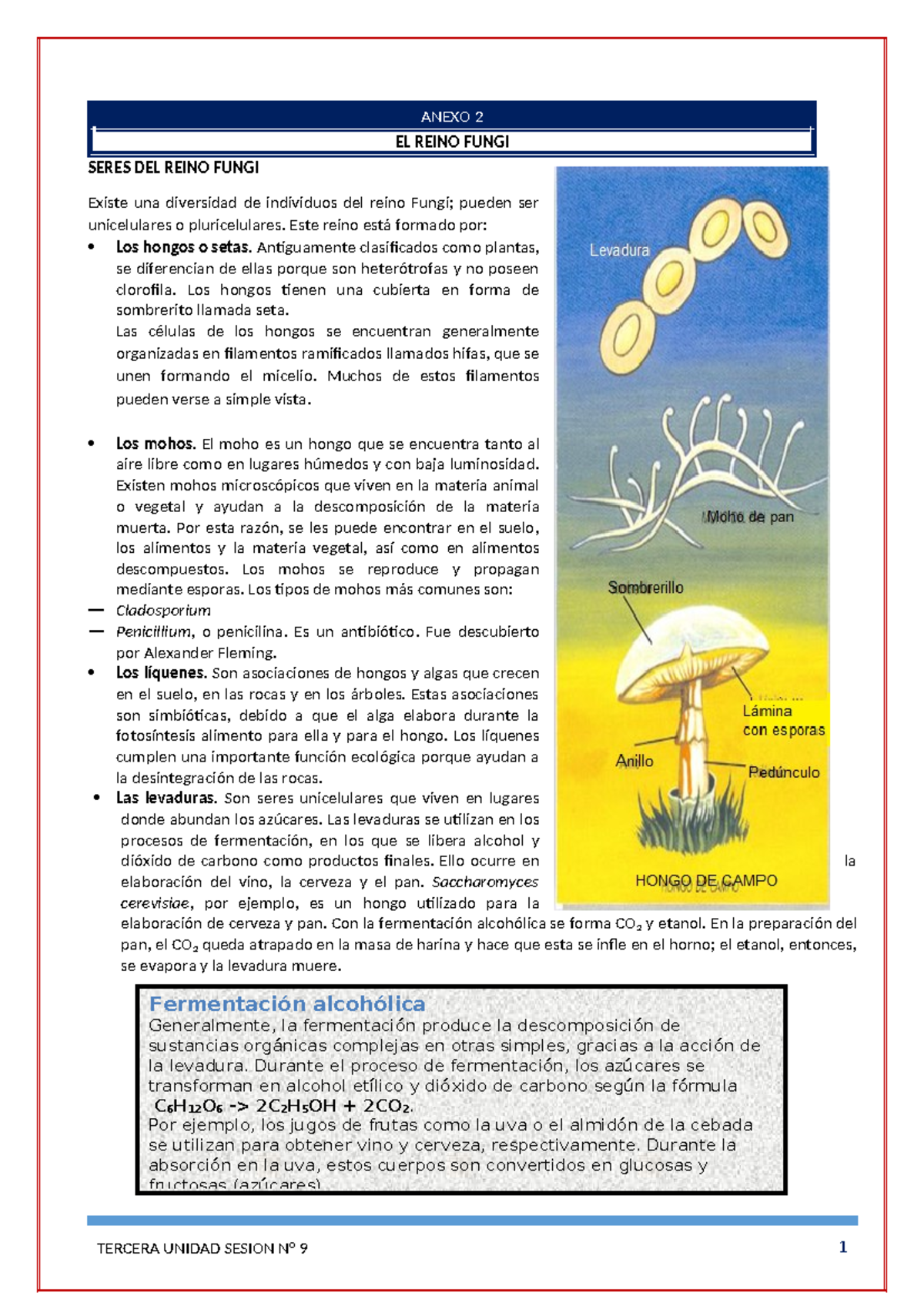 Reino Fungi II - ANEXO 2 EL REINO FUNGI SERES DEL REINO FUNGI Existe ...
