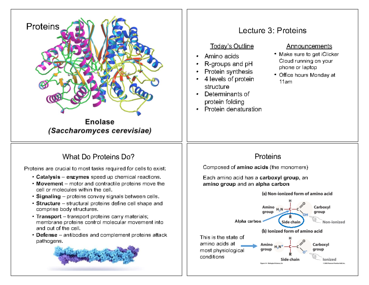 Lecture 3 - Proteins Canvas - Proteins Lecture 3: Proteins Today’s ...