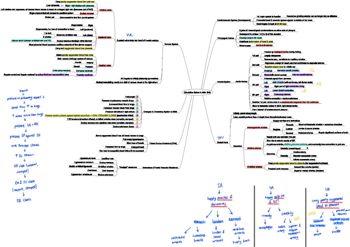 Circulation Before After Birth - Vascular Biology - Studocu