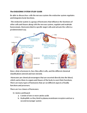 Respiratory System Study Guide - RESPORATORY SYSTEM STUDY GUIDE Be able ...