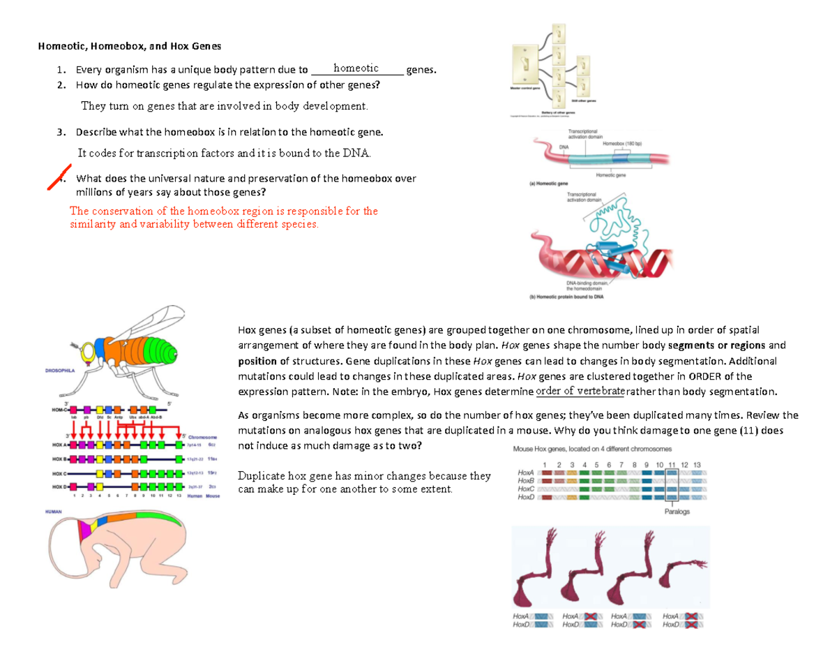 Homeotic and Hox Genes Review - Homeotic, Homeobox, and Hox Genes Every ...