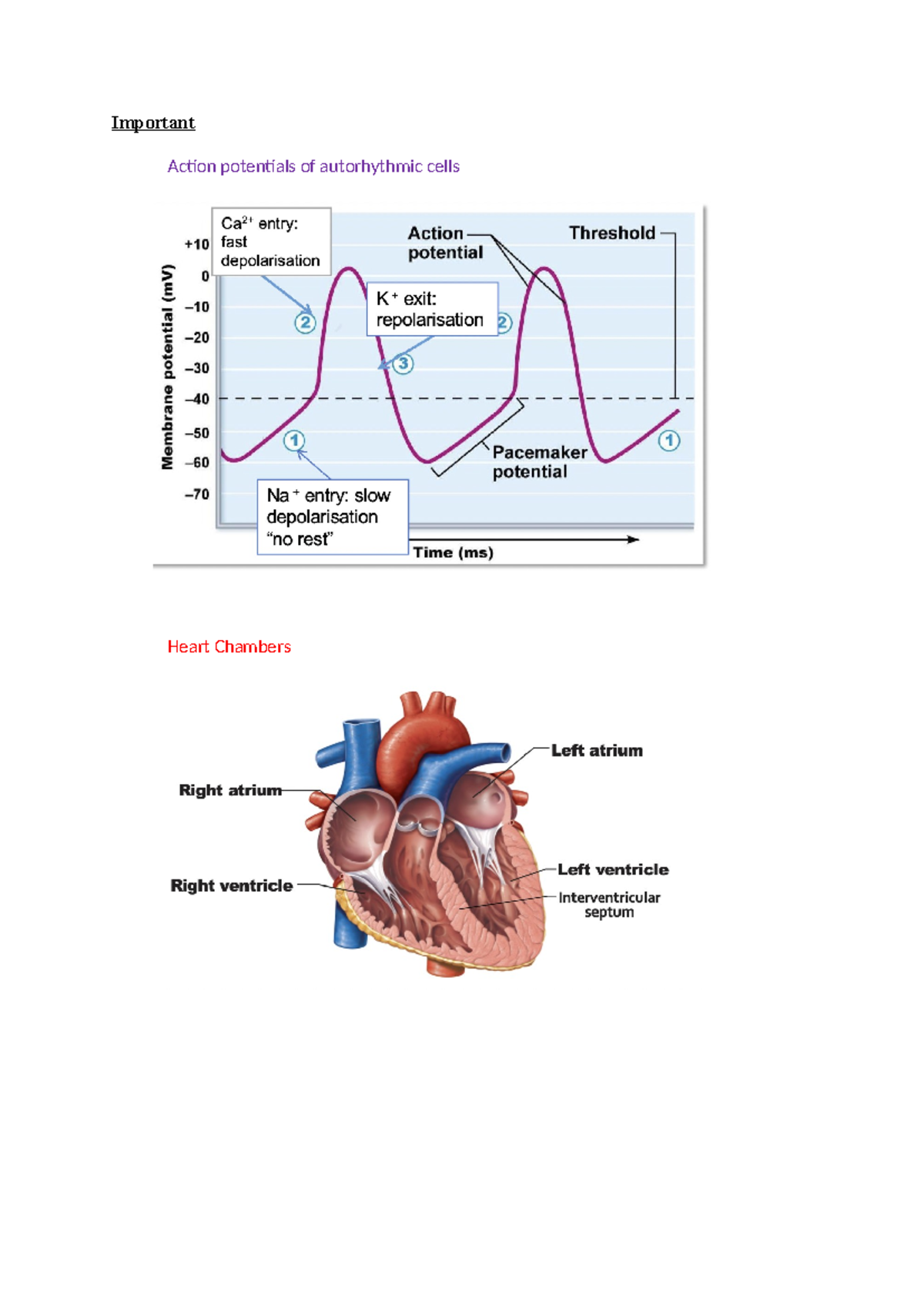 Important 185 MID SEM EXAM - LBQ185 - Important Action potentials of ...