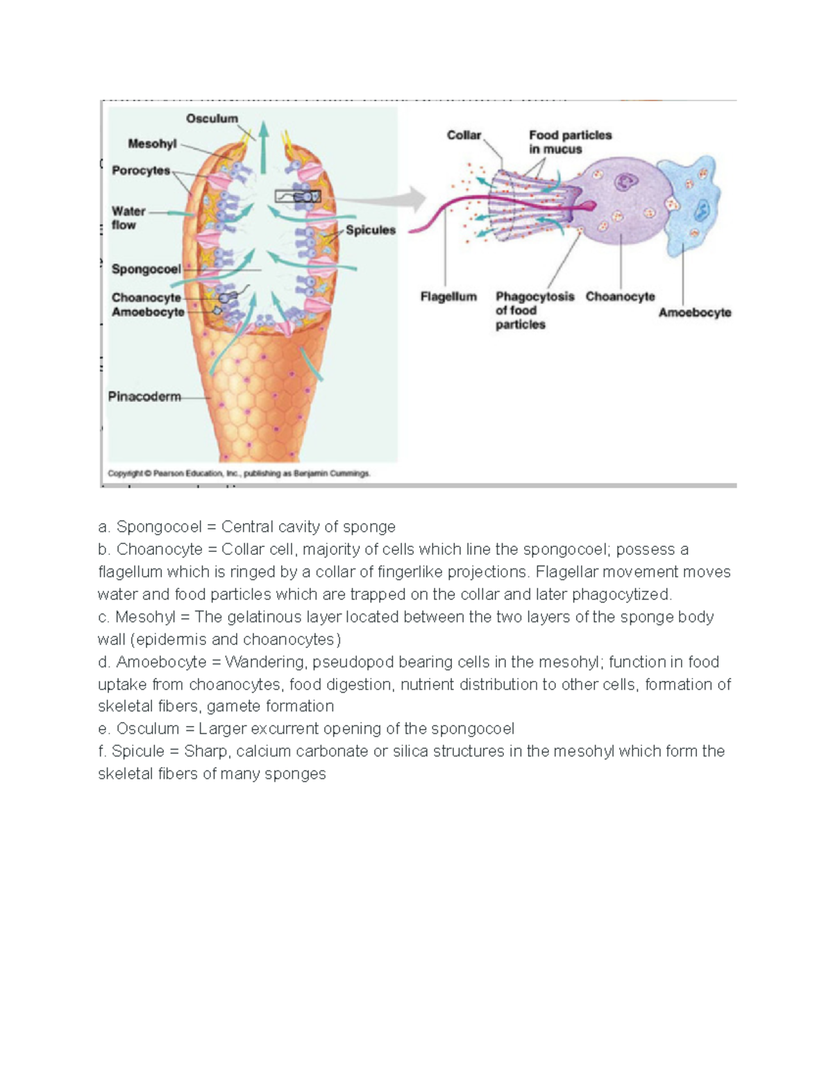 Matching - a. Spongocoel = Central cavity of sponge b. Choanocyte = Collar cell, majority of ...
