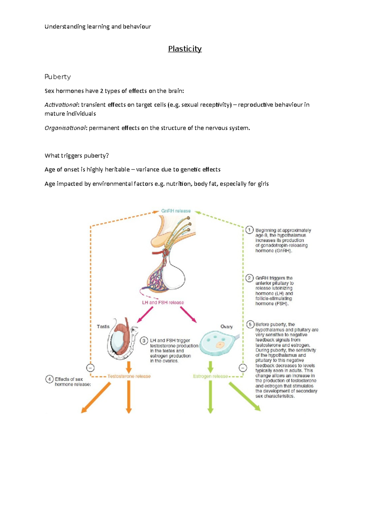 Biological psychology - Lecture 6 - Plasticity - Understanding learning ...
