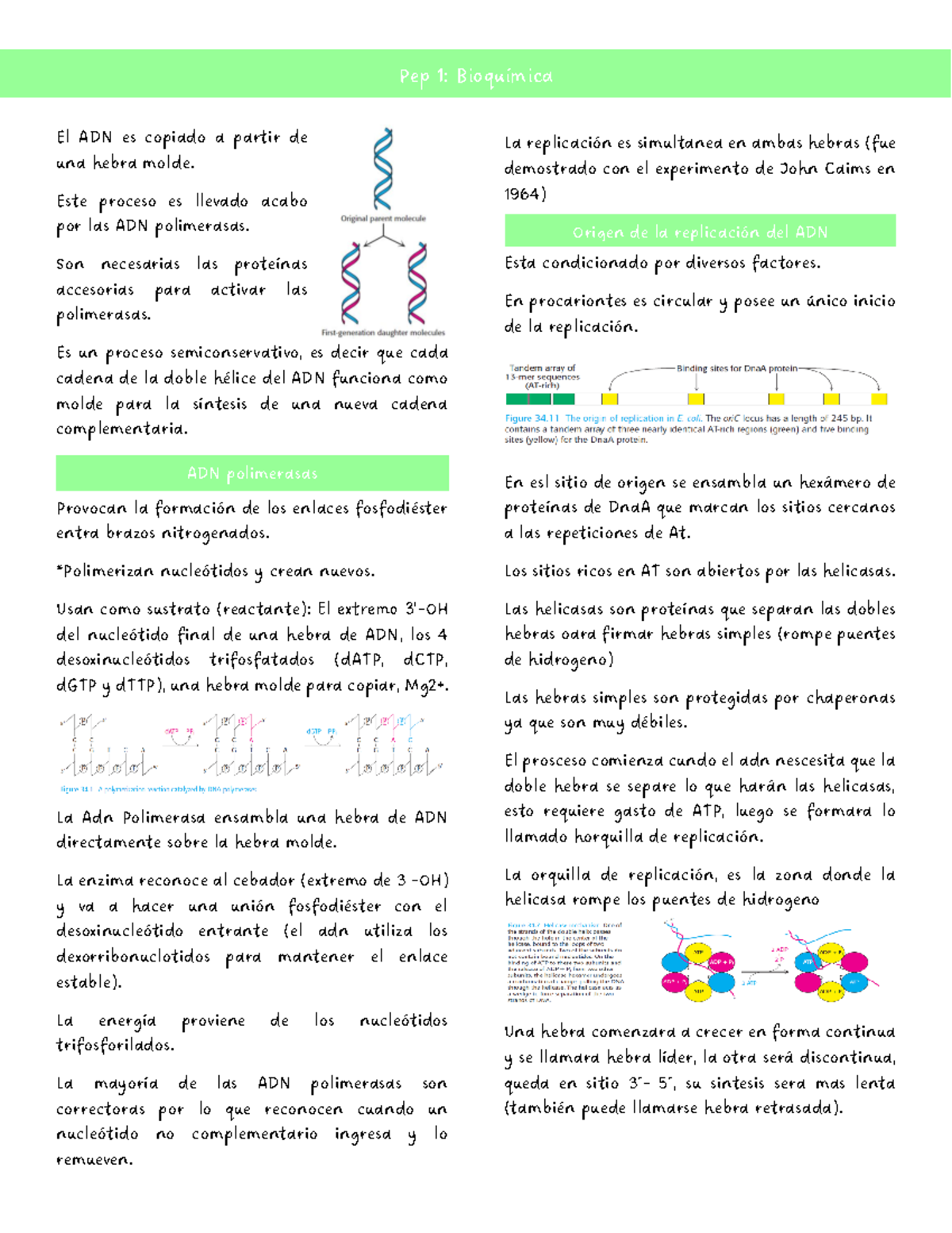 Replicacion ADN y ARN - El ADN es copiado a partir de una hebra molde ...