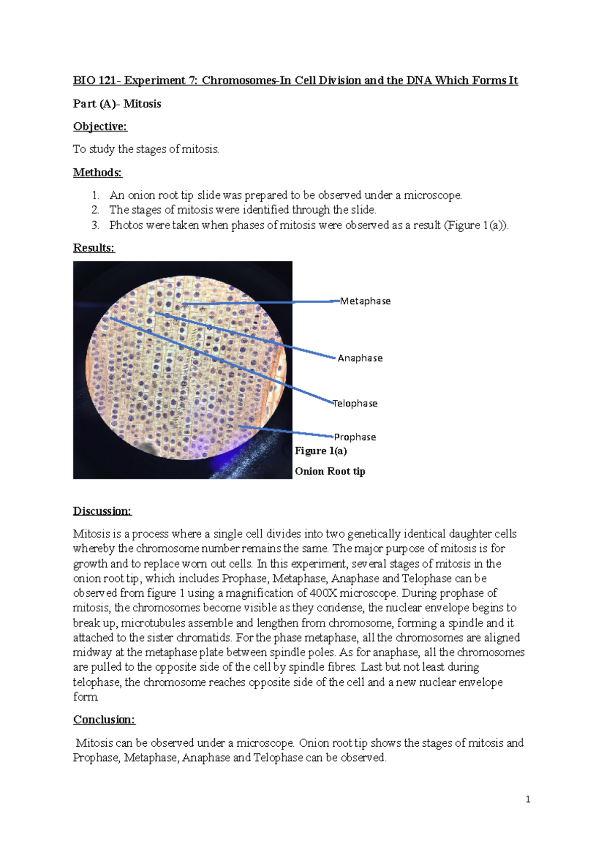 BIO Lab Report 7 BIO 121 Experiment 7 Chromosomes In Cell Division