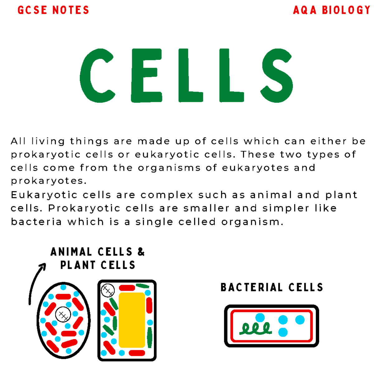 Cells - gcse notes - G C S E N O T E S A Q A B I O L O G Y A l l l i v ...