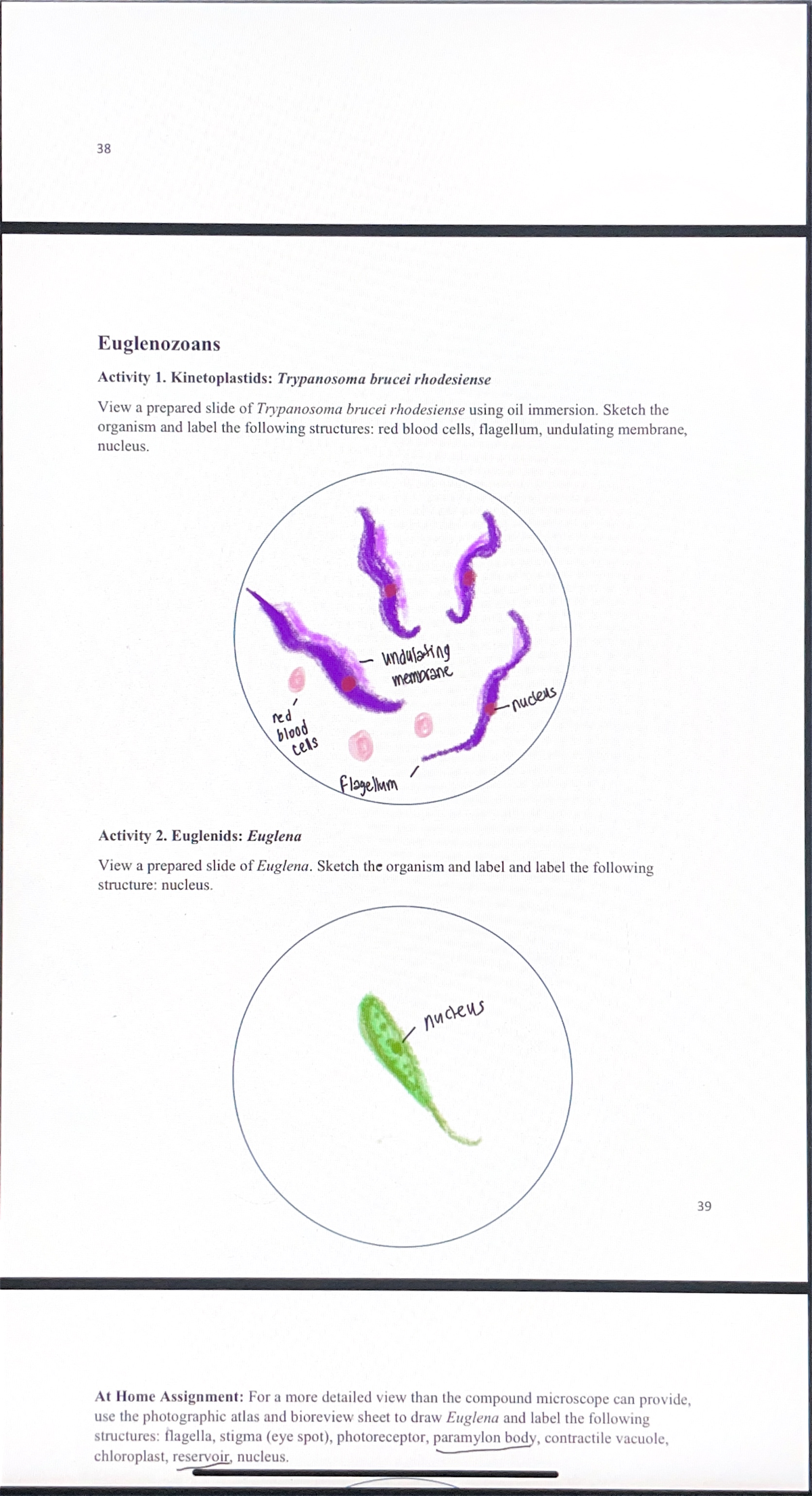 Scanned Document 7 - tutorial for microbial eukaryotes protista lab ...