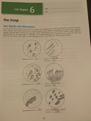 [Solved] describe the steps involved in the gram staining process what ...