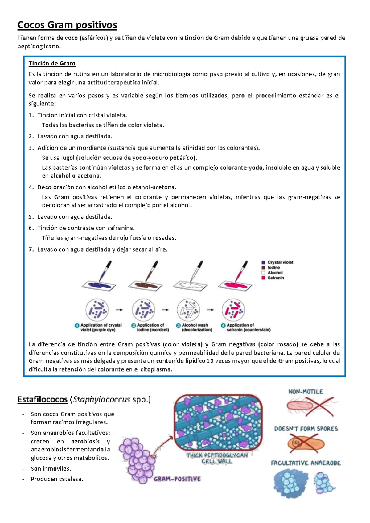 01 Infecciones por Cocos Gram positivos - Cocos Gram positivos Tienen ...