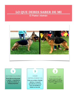 Criptorquidismo equino Importante - Clinical Diagnosis of the ...