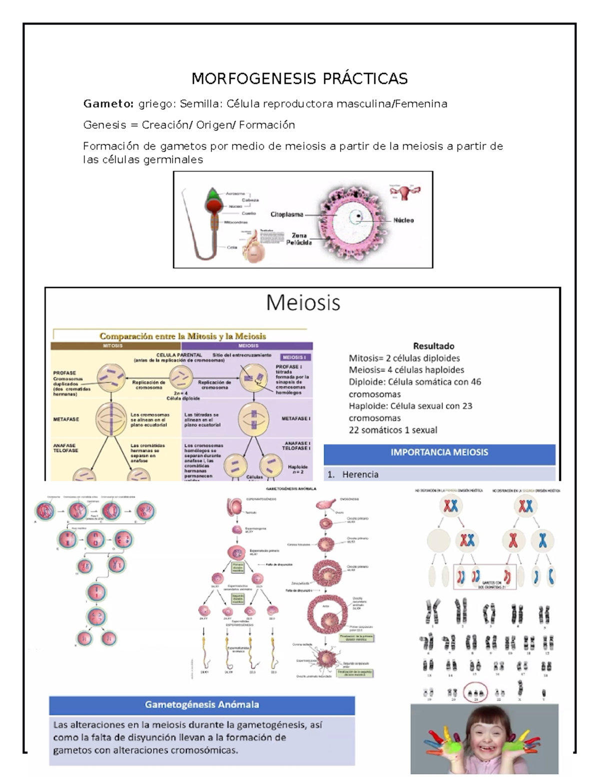Morfogénesis teoría - Gametogénesis - Embriología - UCSG - Studocu