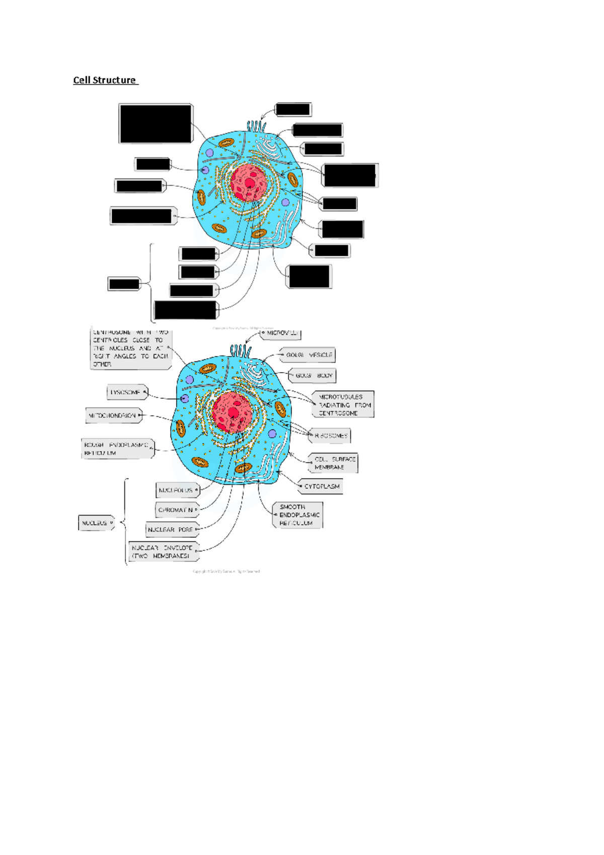 Cell Structure - Cell Structure Cell surface membrane All cells are ...