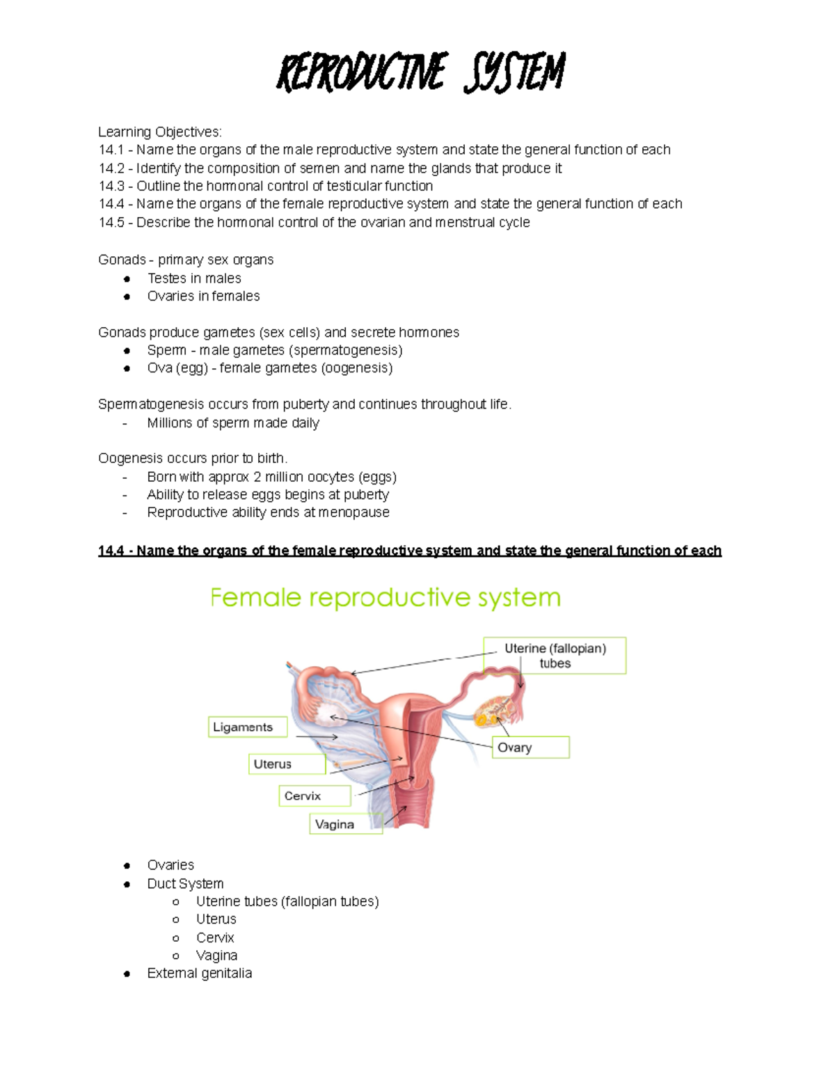 14 Reproductive System - WEEK 12 (Human Anatomy & Physiology 1 ...