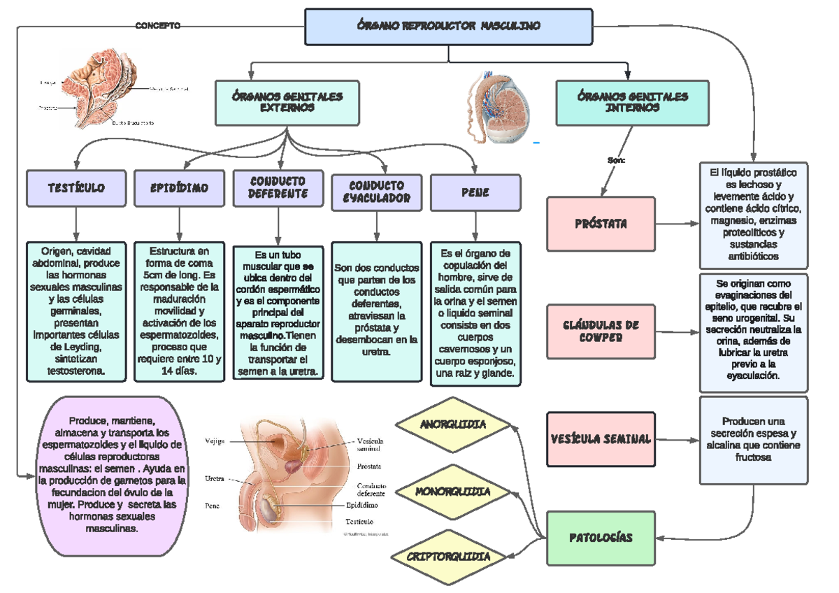 Organo Masculino - Mapa Mental - ÓRGANO REPRODUCTOR MASCULI NO Ór g ano ...