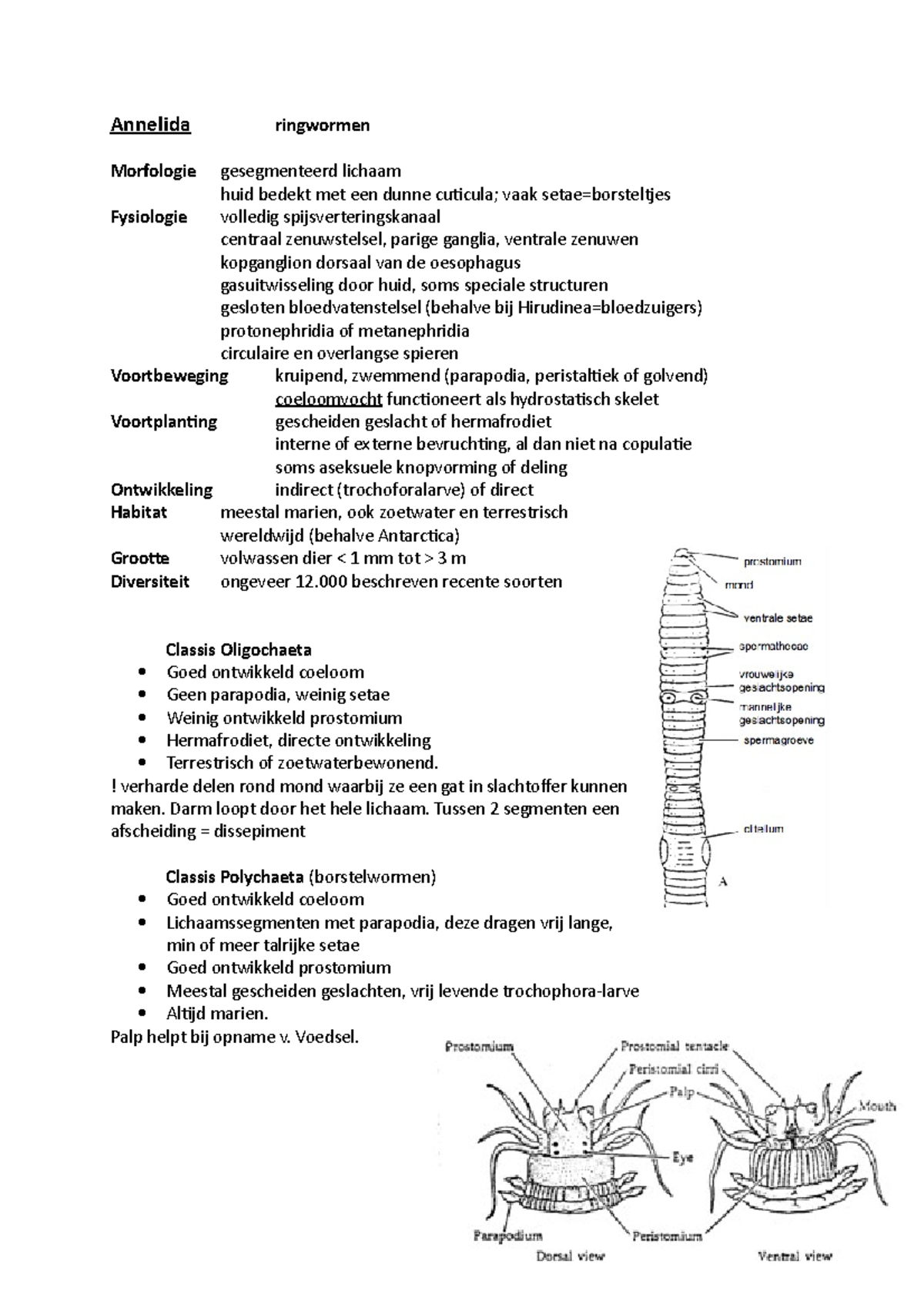 H11 Annelida - samenvatting - Annelida ringwormen Morfologie ...