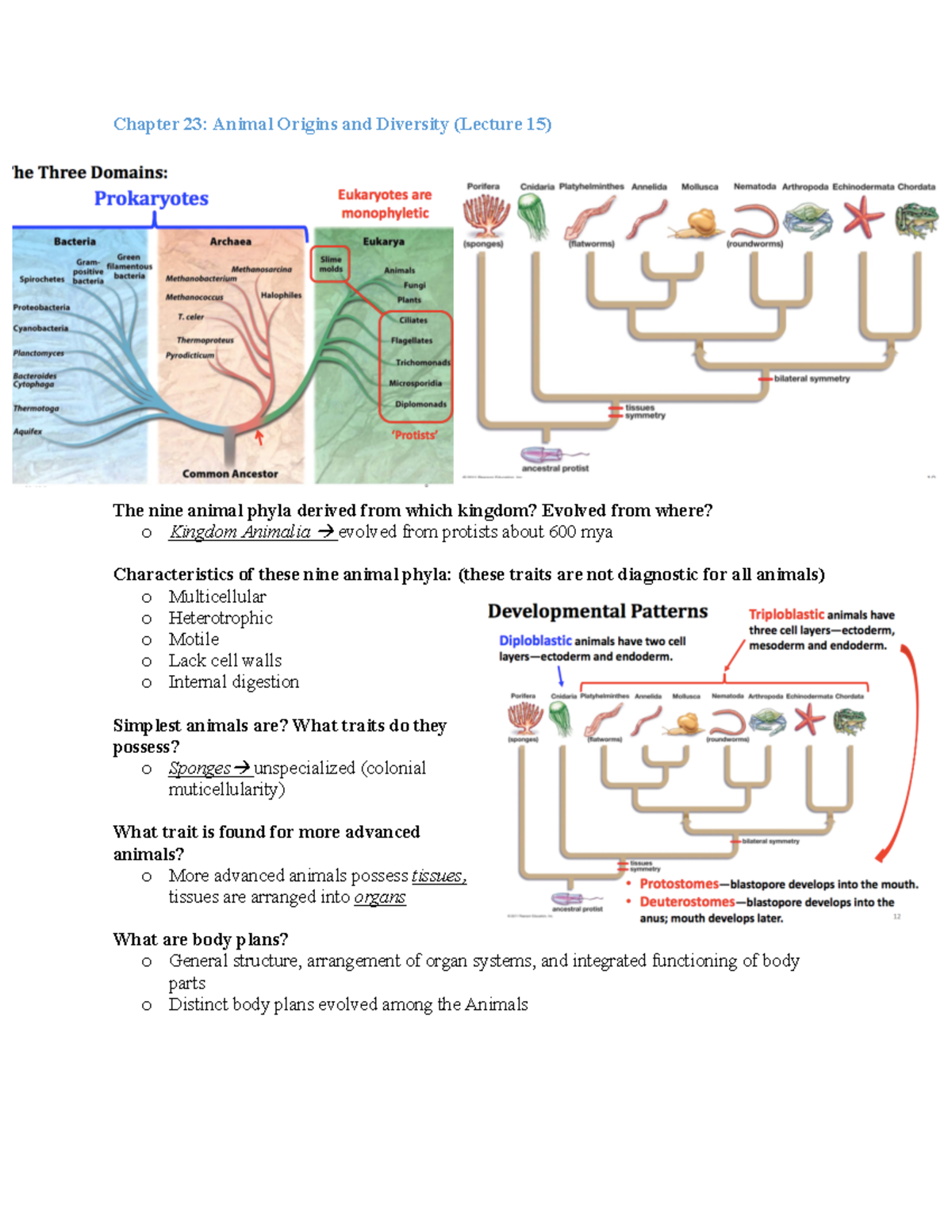 Chapter 23 Animals Origin - Chapter 23: Animal Origins and Diversity ...
