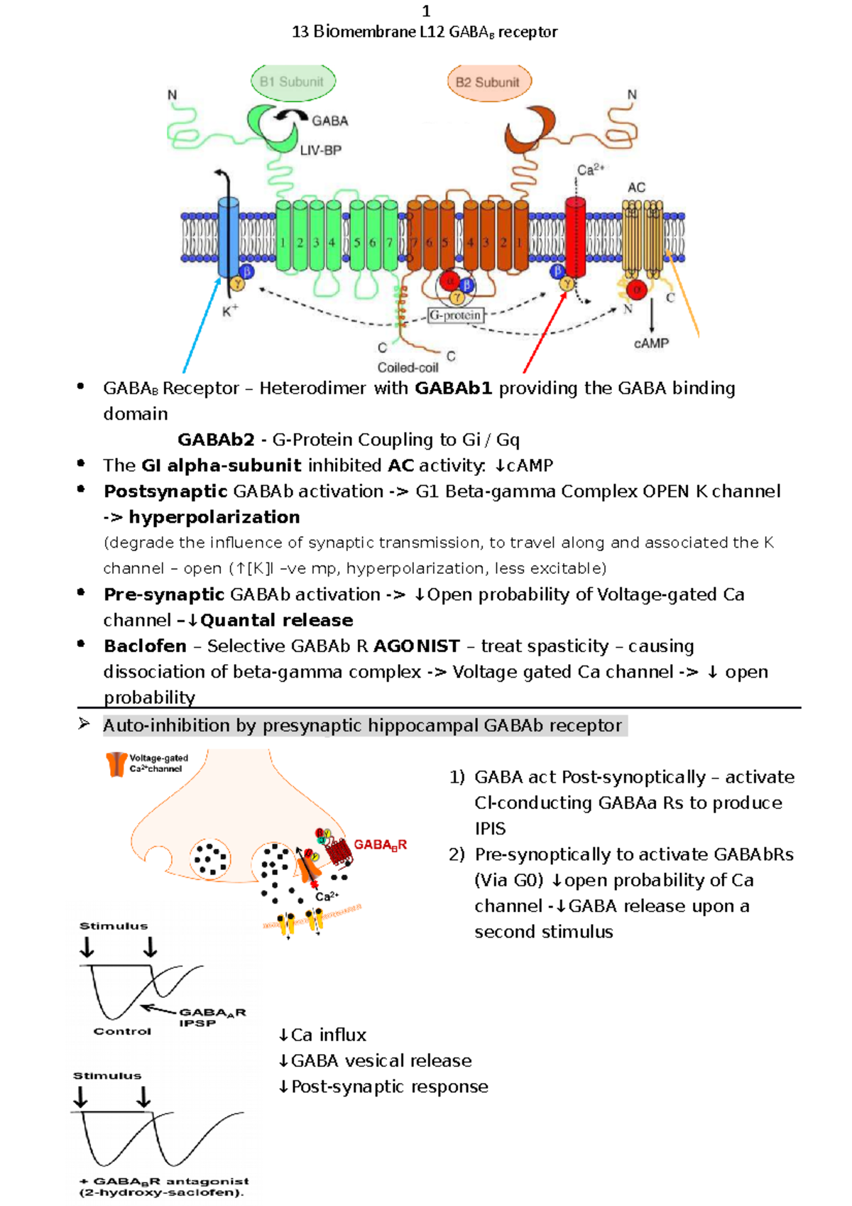 13 L12 GABA receptor - Lecture notes 12 - 1 13 Biomembrane L12 GABAB ...