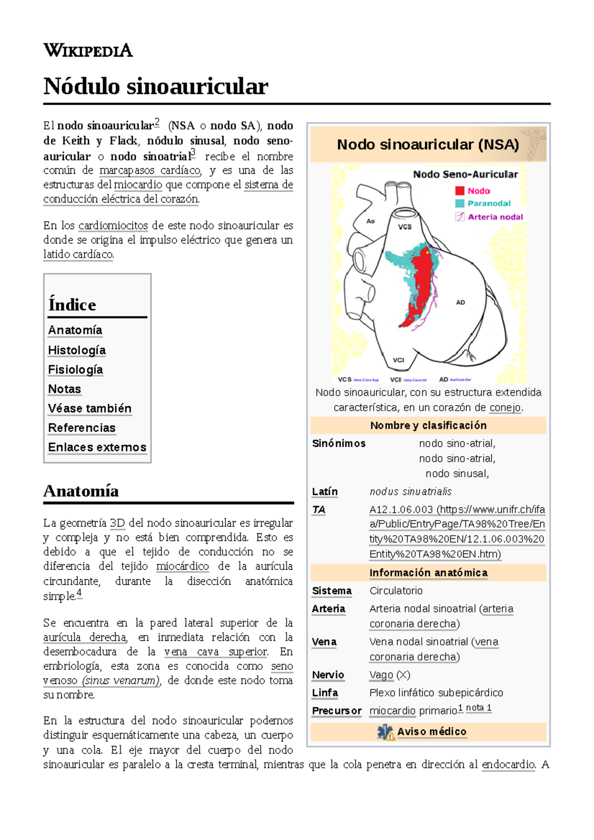 Nódulo sinoauricular - aaaaaaaaaa aaaaa aaa aaaaa aa - Nodo ...