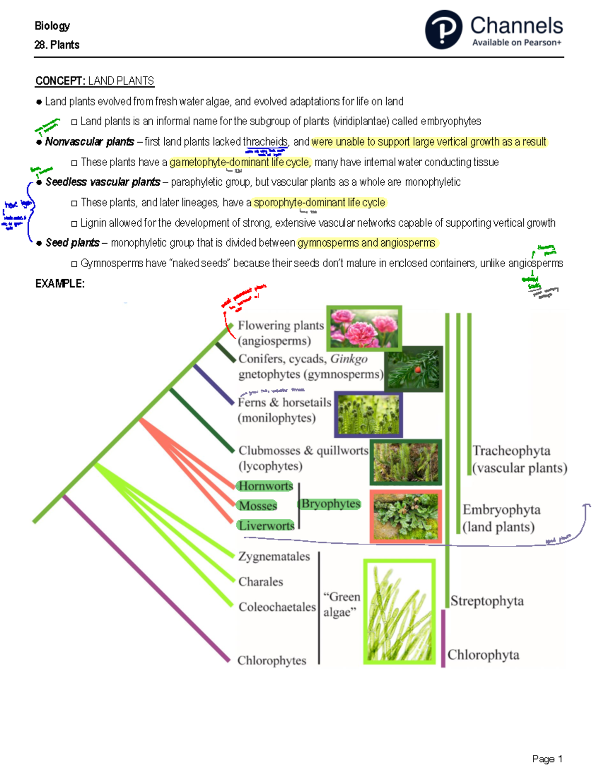 Plants Guide - CONCEPT: LAND PLANTS Land plants evolved from fresh ...