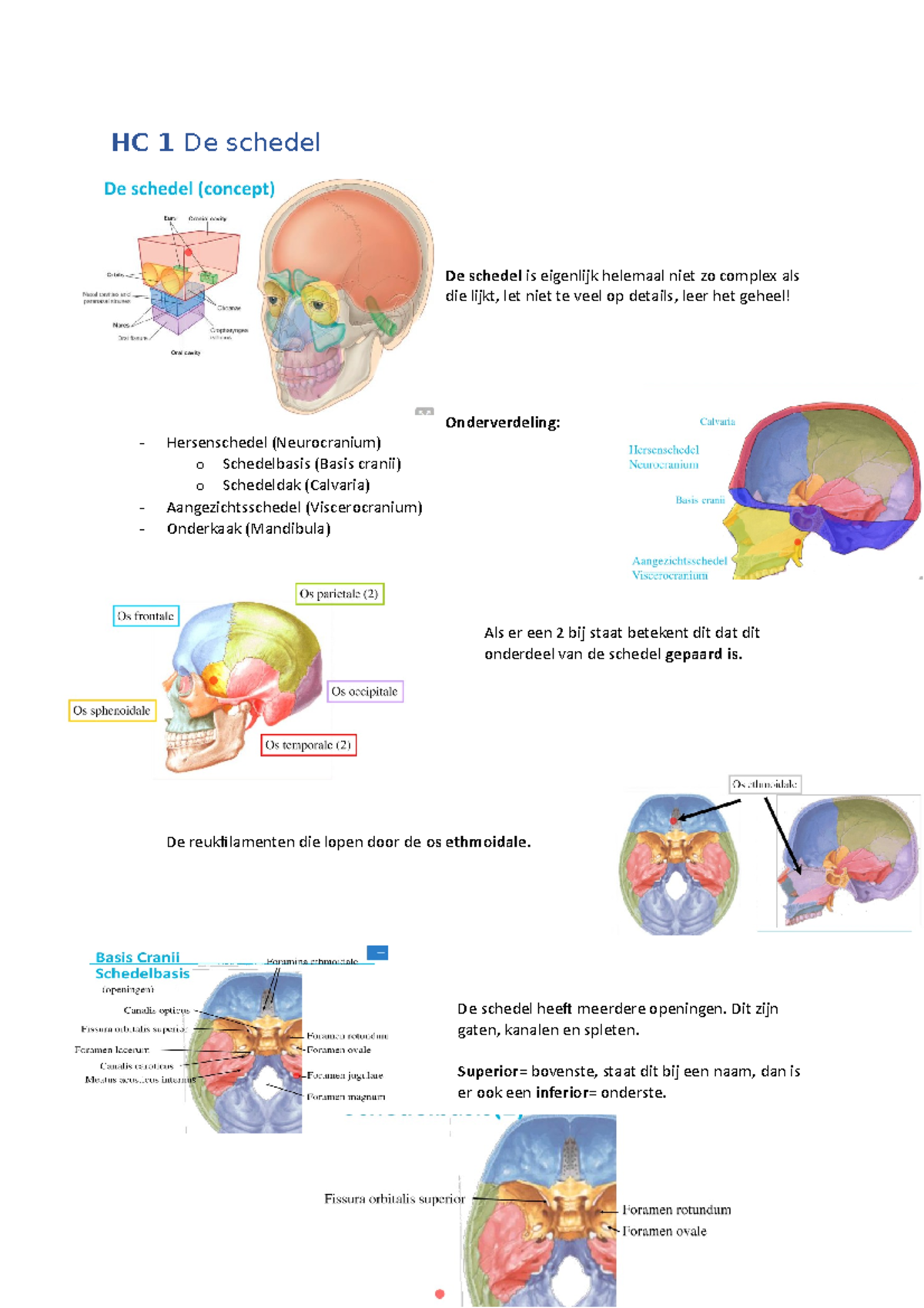HC 1 de schedel - Aantekeningen bij het eerste college van anatomie ...