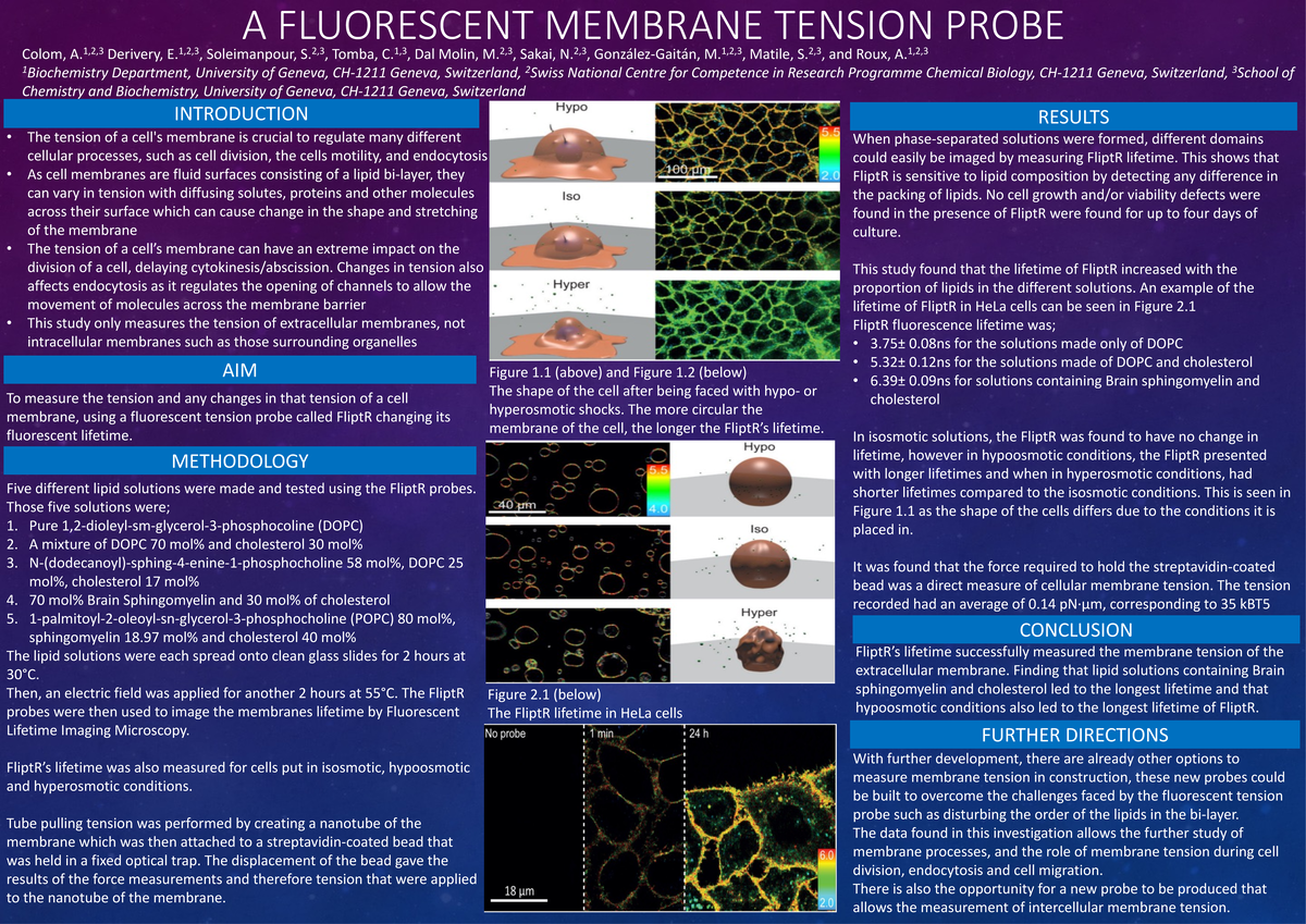 Membrane tension probe - A FLUORESCENT MEMBRANE TENSION PROBE When phase-separated solutions ...