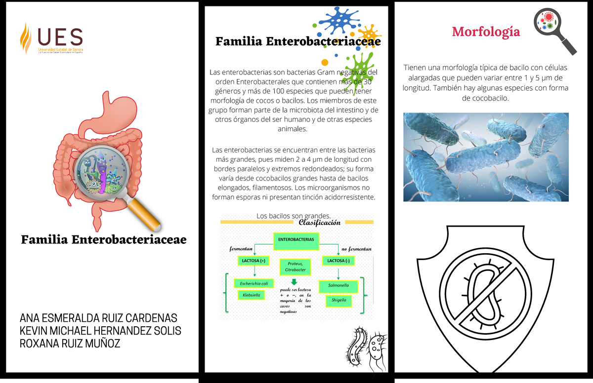 Actividad #16 Tríptico de la familia enterobacteriaciae - Familia ...