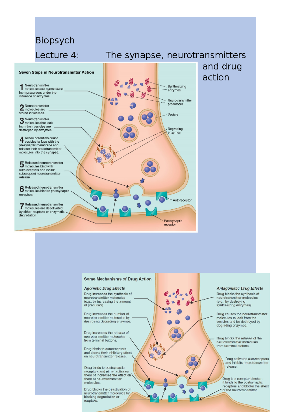 Synapses - Lecture notes 1 - Biopsych Lecture 4: The synapse ...
