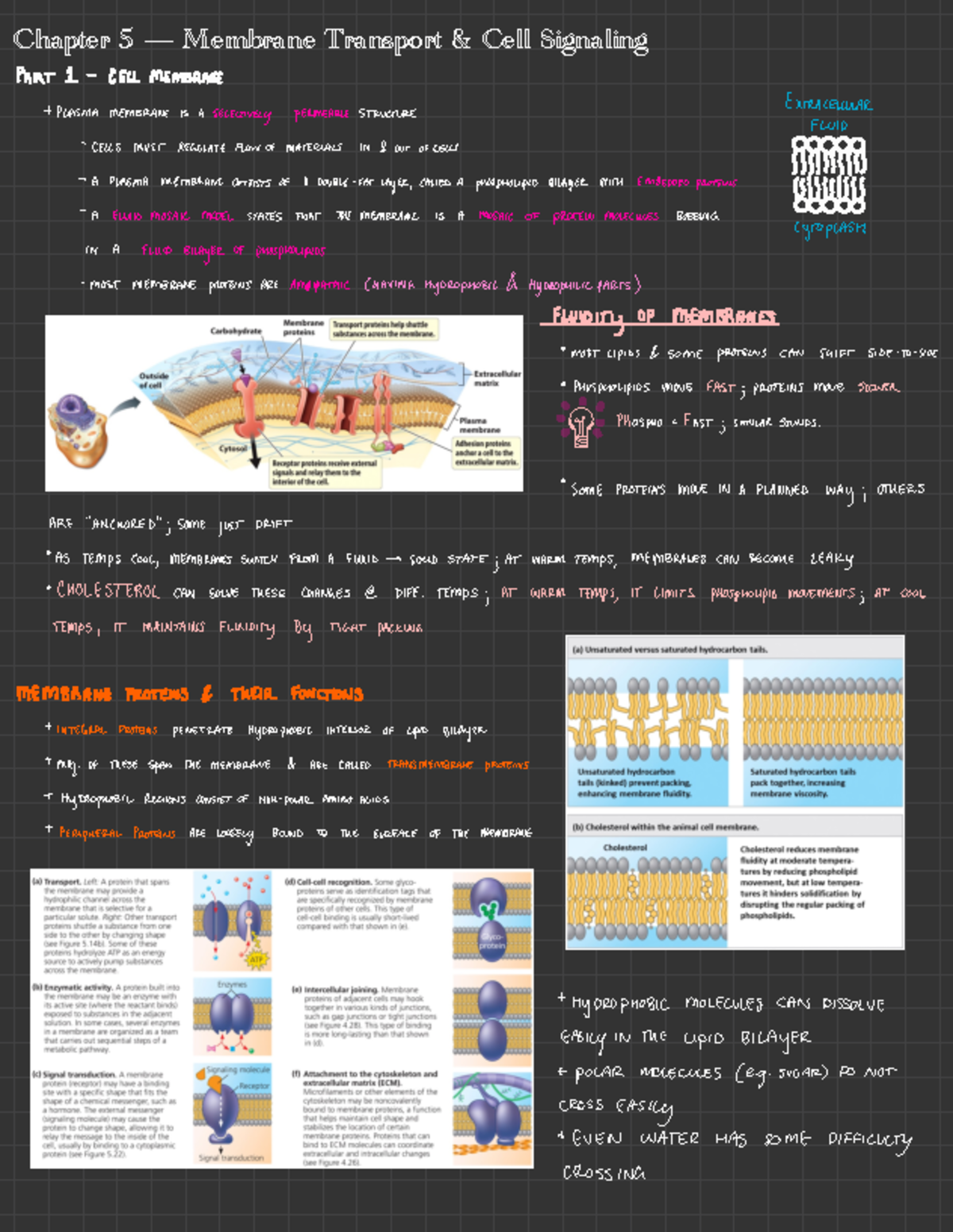 Chapter 5 - Membrane Transport and Cell Signaling - Chapter 5 ...