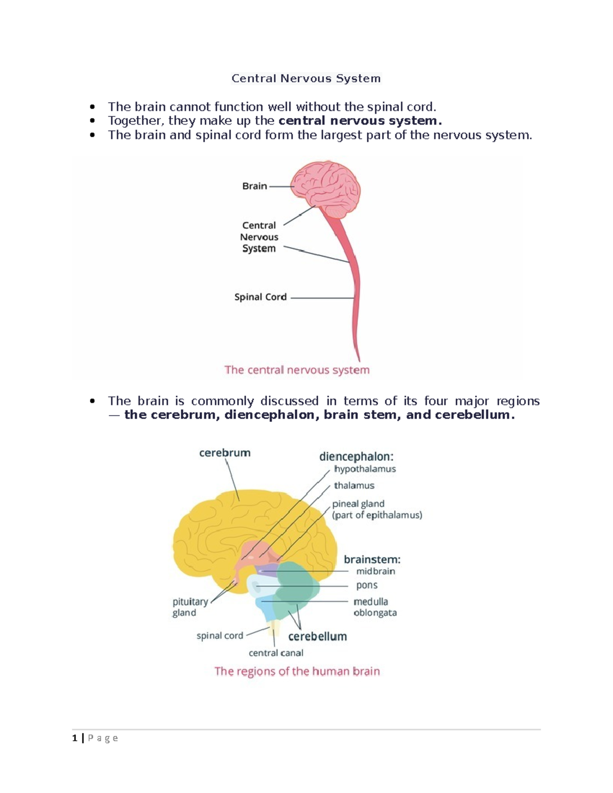 Central Nervous System - Together, they make up the central nervous ...