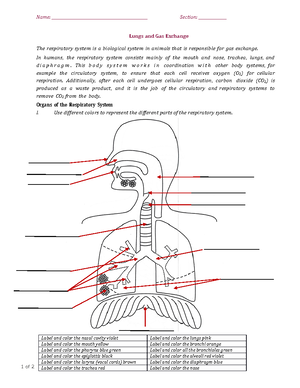 Bottled Balloons - Lungs model - Group #: ________________ Bottled ...