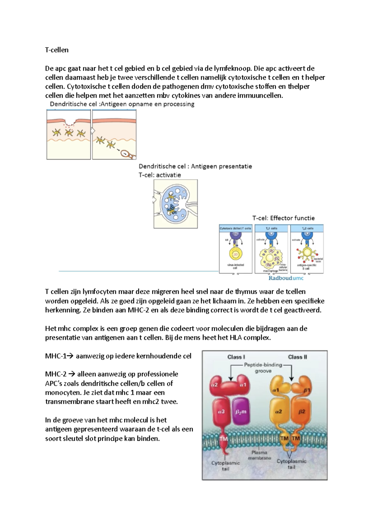 T-cellen HC samenvatting - T-cellen De apc gaat naar het t cel gebied ...