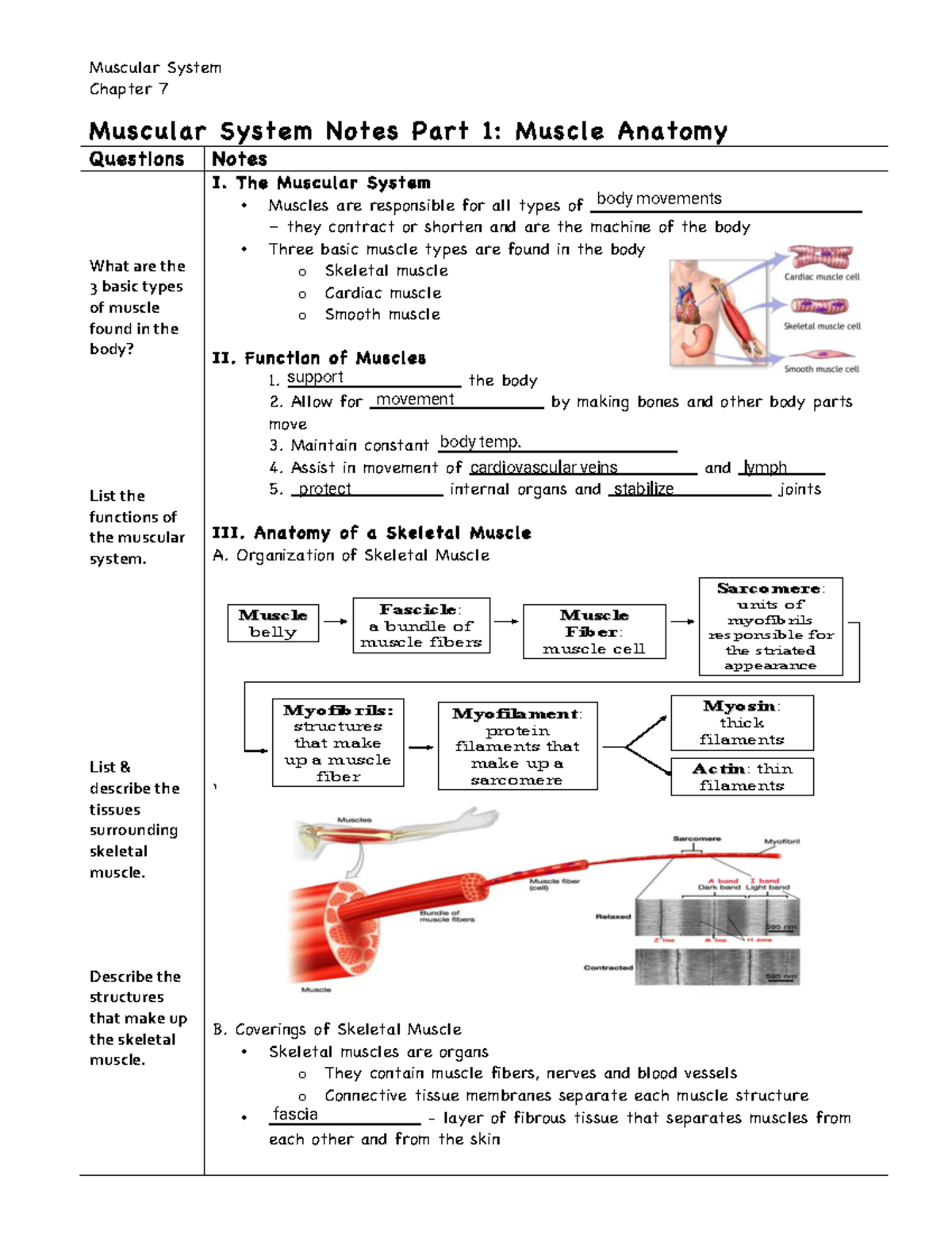 Kami Export - Muscular System Notes P1 - Muscular System Chapter 7 ...