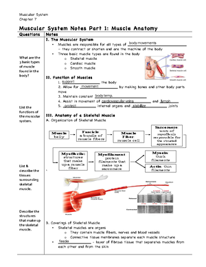 Pogil - study guide for muscle contraction - 35 Muscle Contraction ...