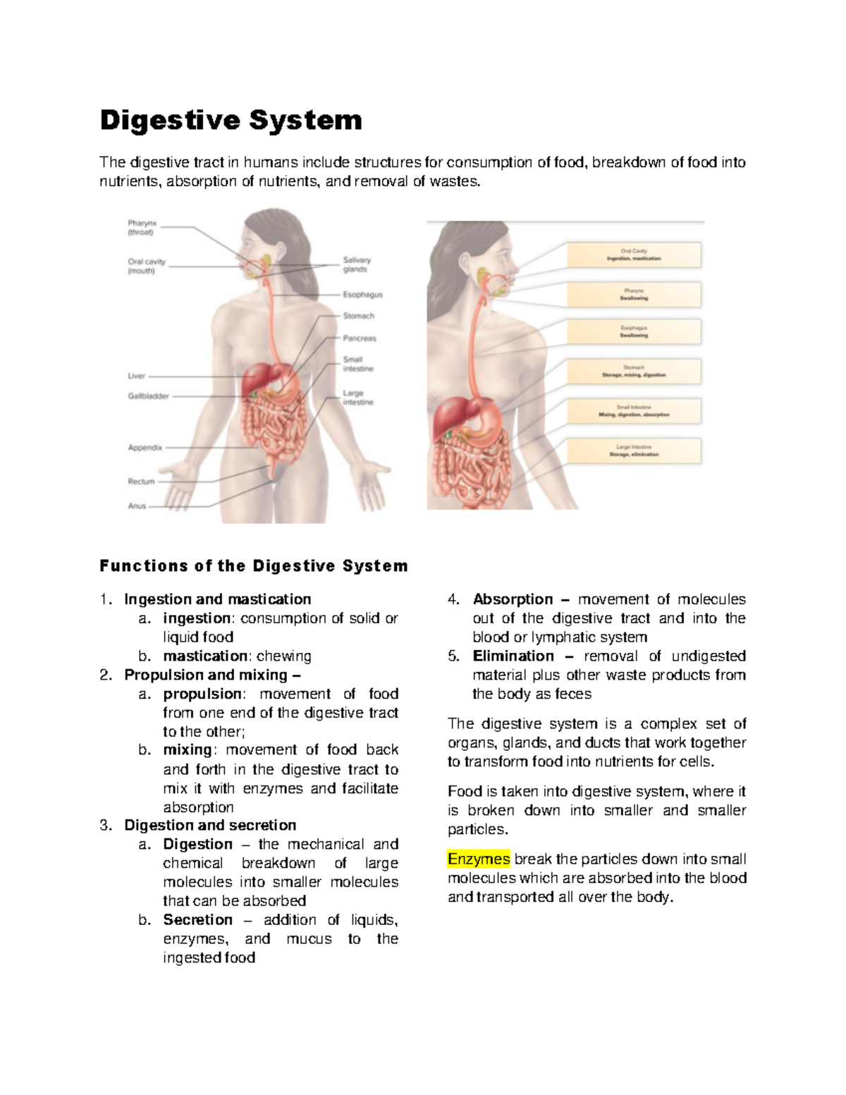 Digestive System - Anatomy and Physiology - Digestive System The digestive tract in humans ...