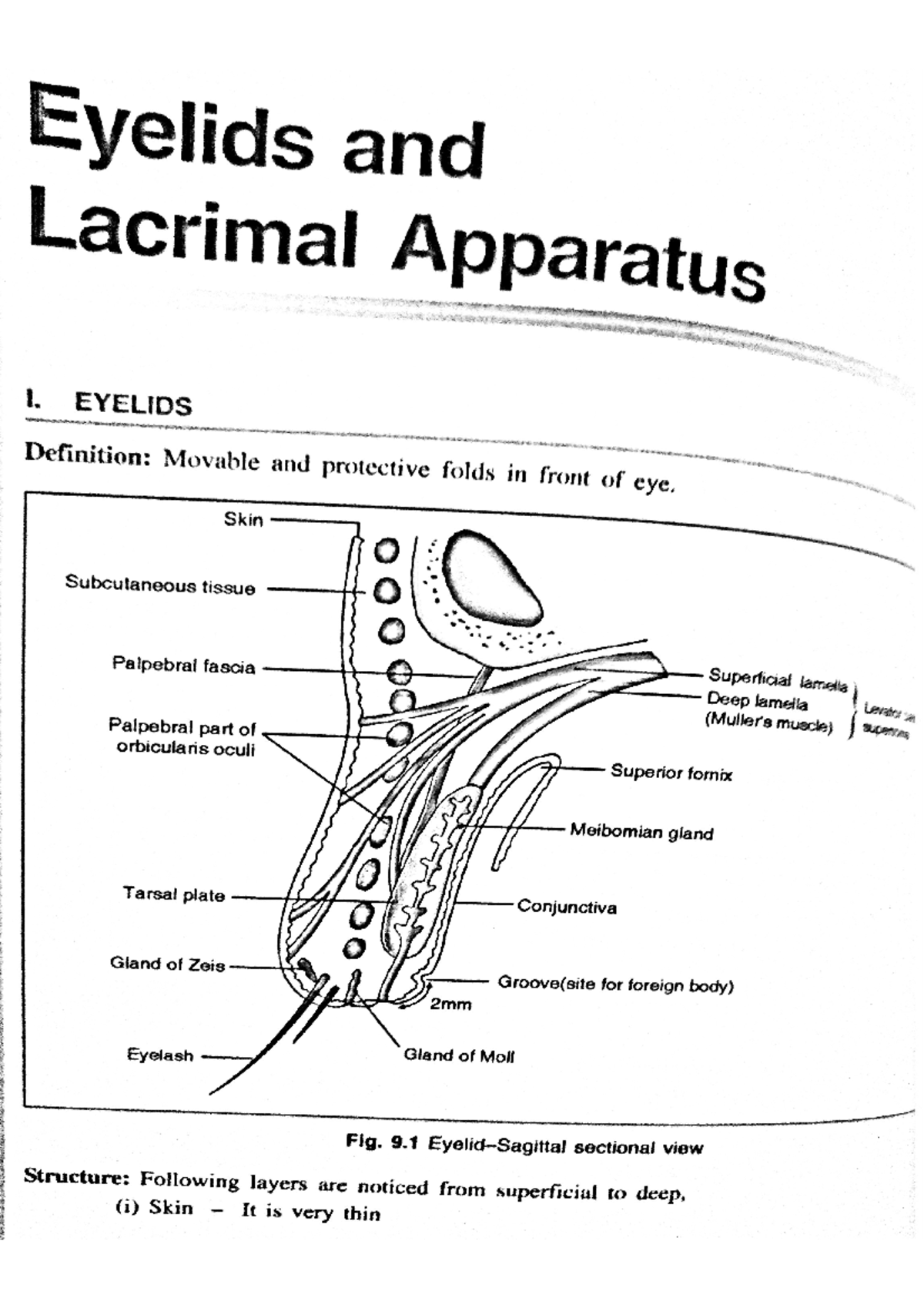 Eyelids - Anatomy of head and neck region - BDS - Studocu