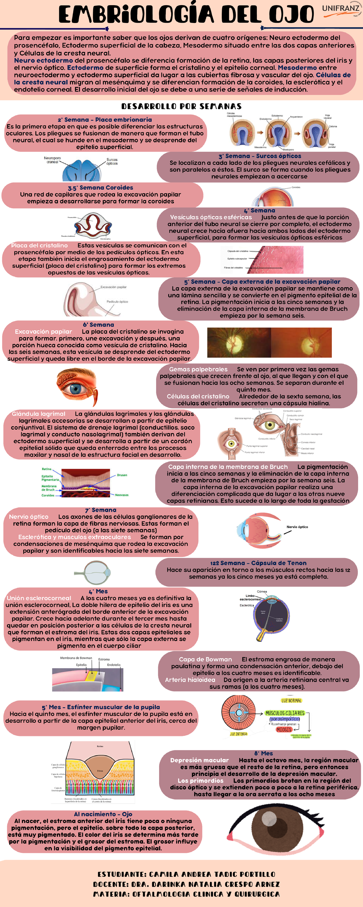Embriología del ojo - EMBRIOLOGIA - EMBRiOLOGÍA DEL OJO UNIFRANZ Para ...