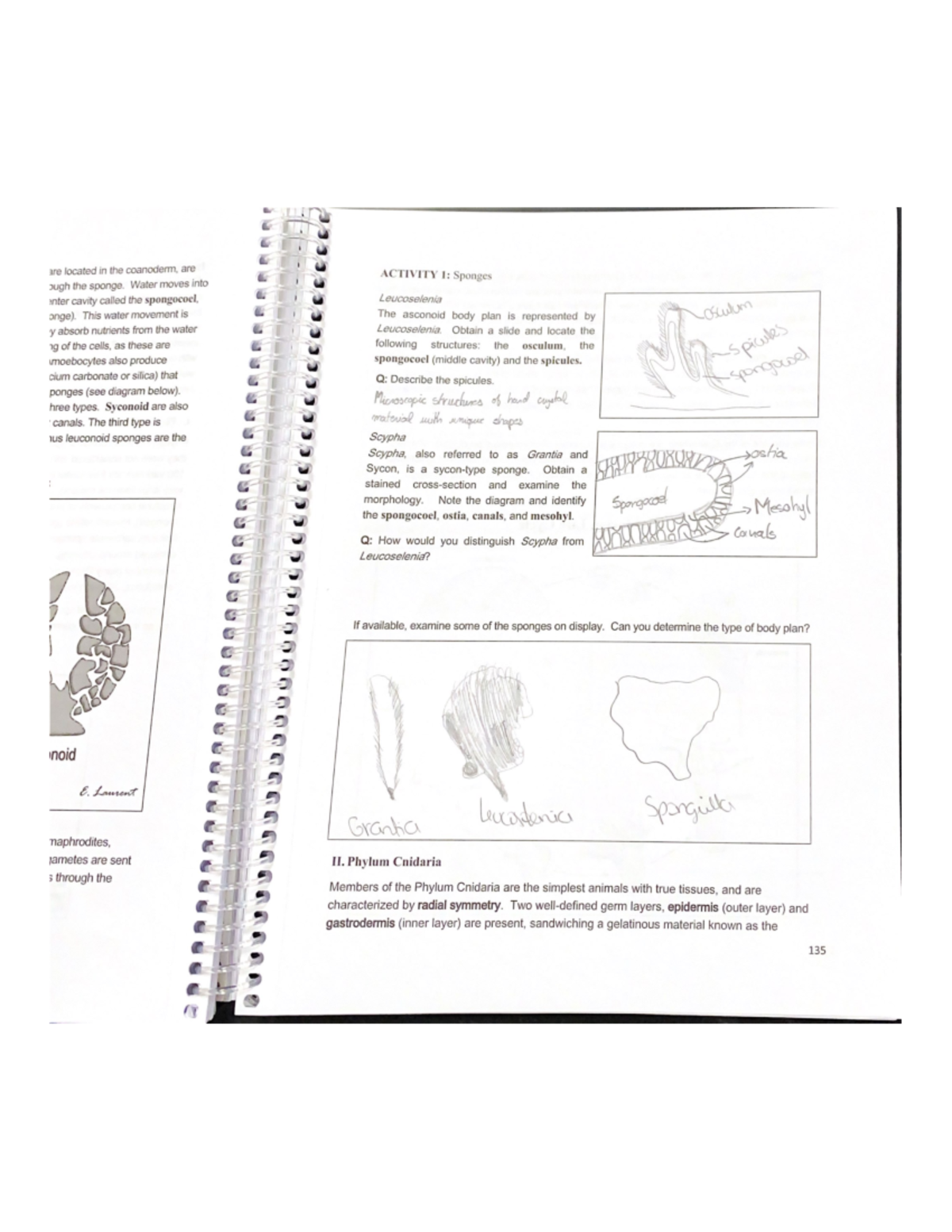 Invertebrates Lab - are located in the coanoderm, are ACTIVITY 1 ...
