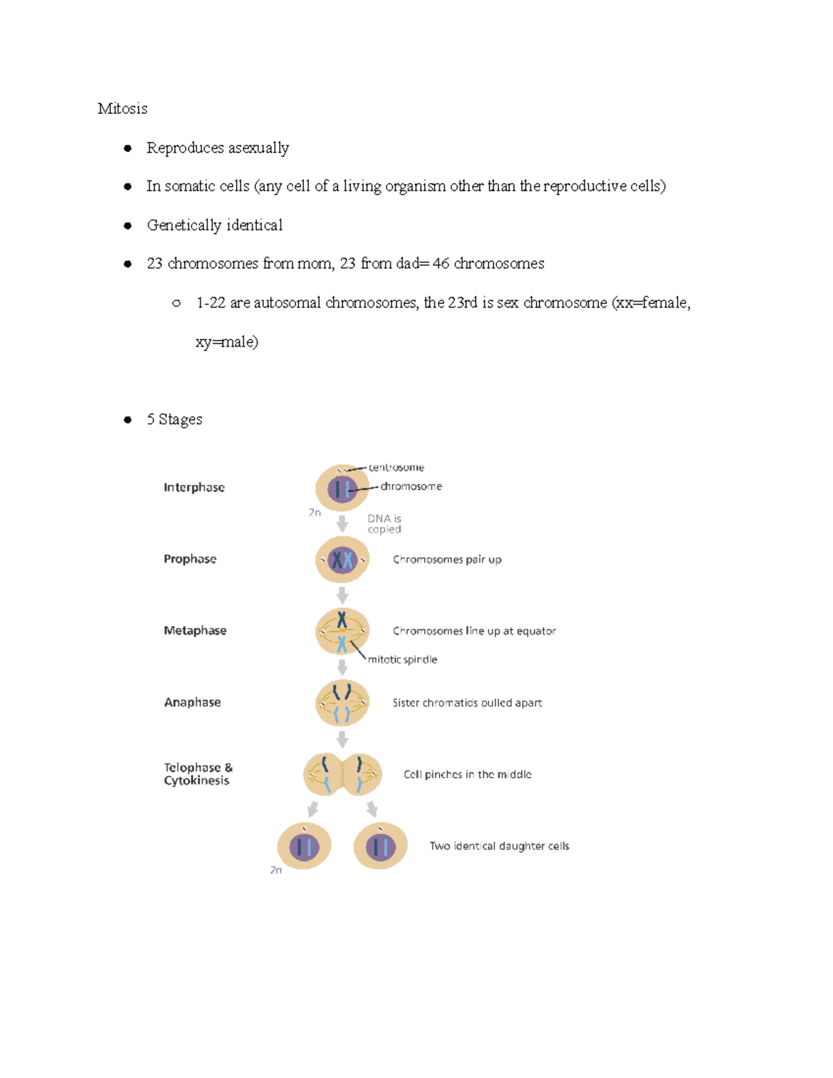 Environmental Biology Lab Review - Mitosis Reproduces asexually In ...