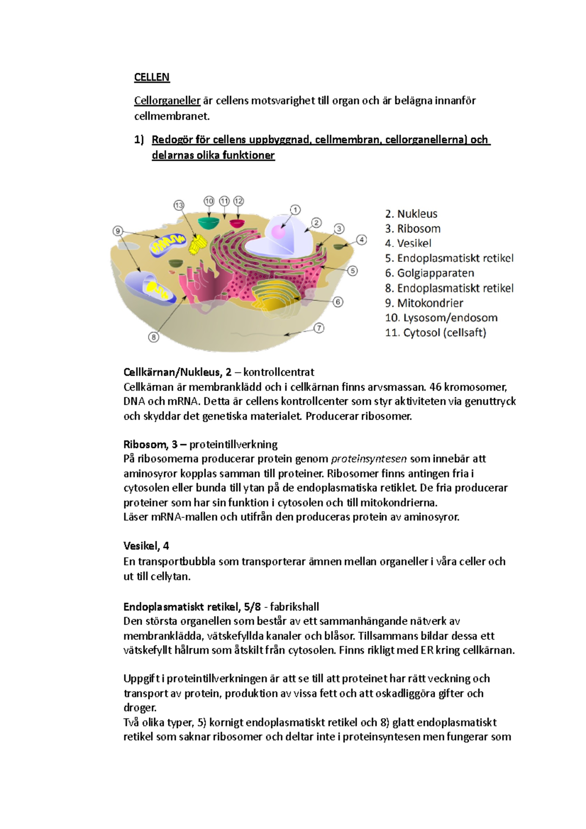 Cellen - målbeskrivningen - CELLEN Cellorganeller är cellens ...