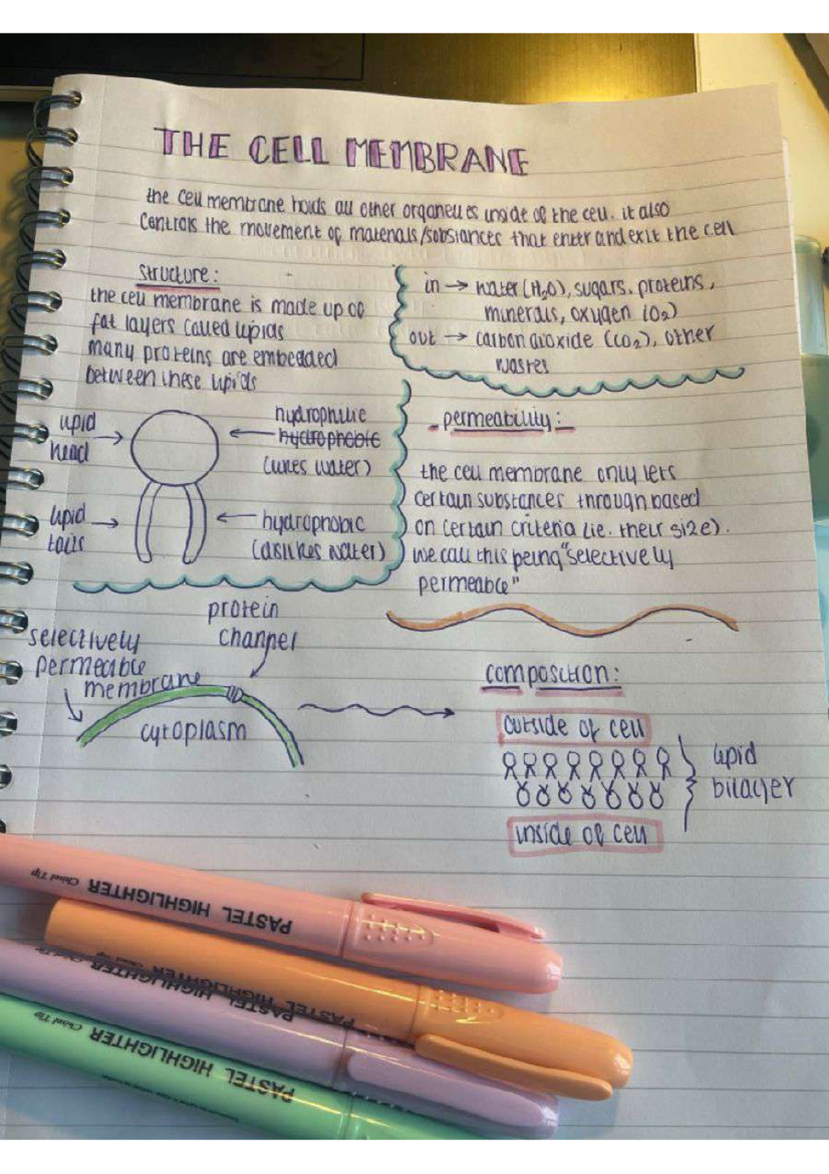 A level biology cell membrane revision notes colourful - BIOLOGY 020 ...