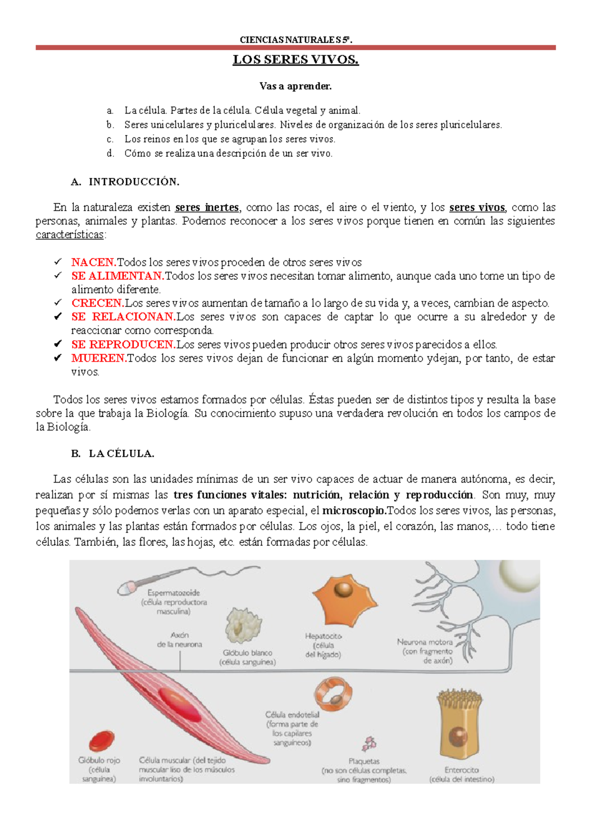 T 1 LOS Seres Vivos - Documento de repaso - LOS SERES VIVOS. Vas a ...