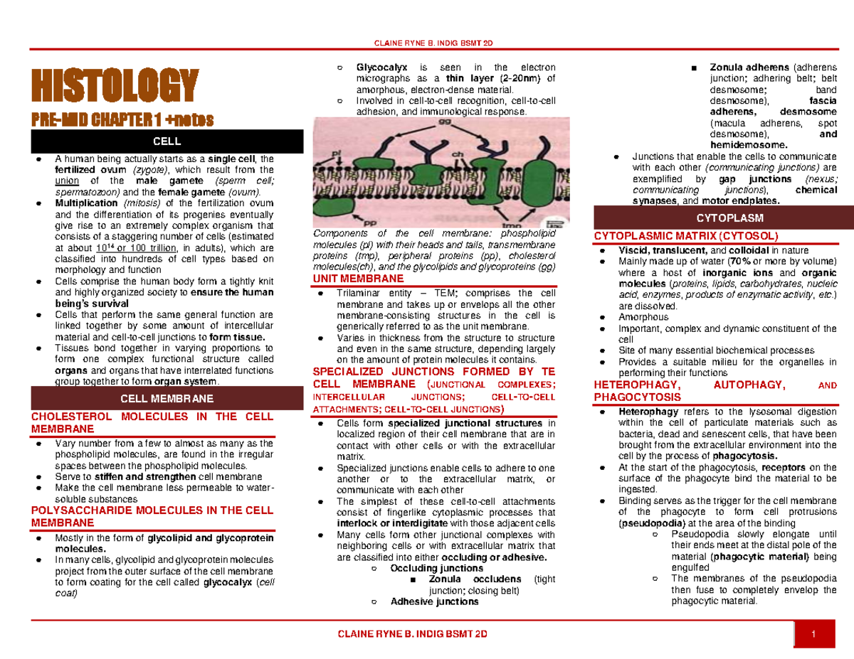 TRANSES HISYOLOGY - HISTOLOGY PRE-MID CHAPTER 1 +notes CELL A human ...